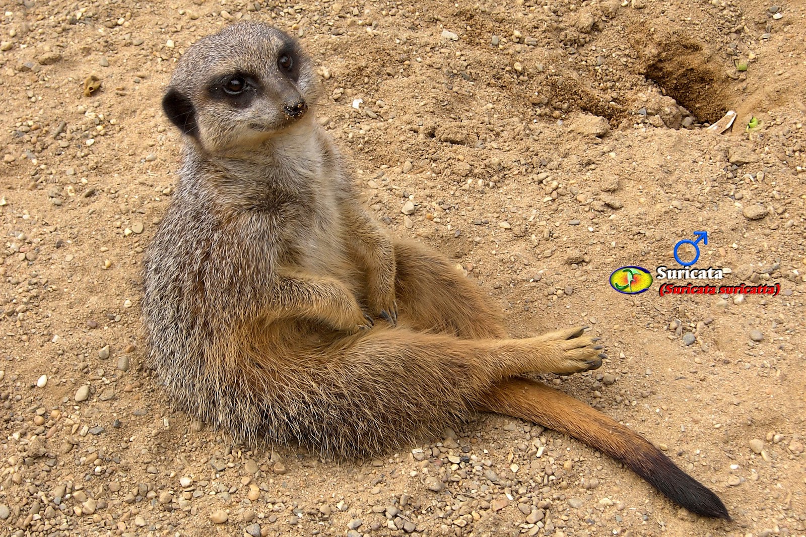 Zoologia: Suricata (Suricata suricatta)